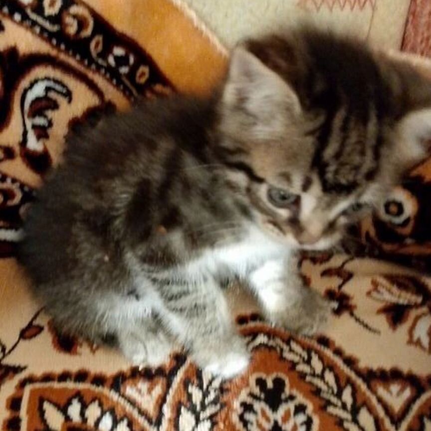 Уральский рекс котёнок