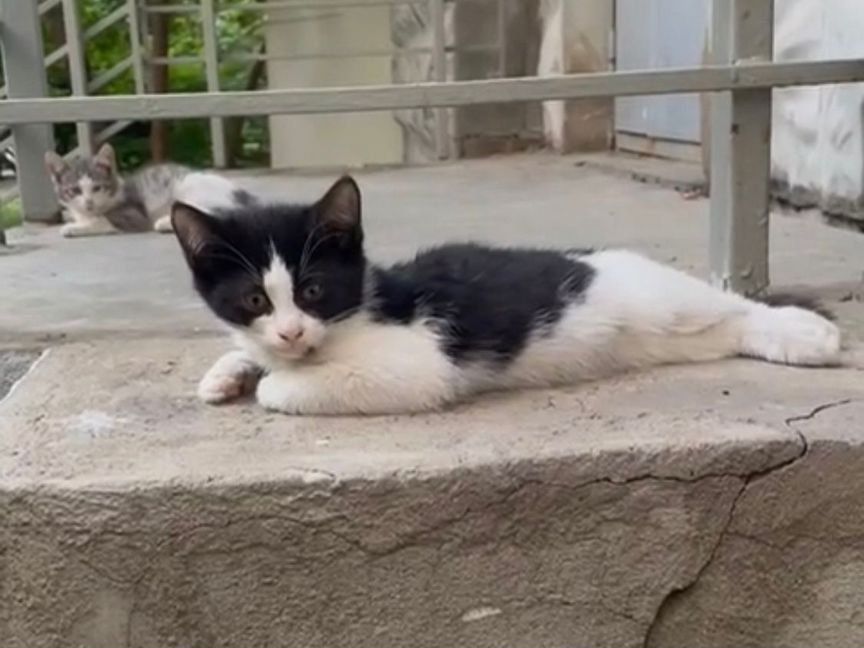 Котята бесплатно