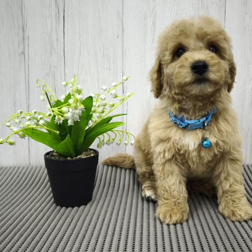 Бишон фризе, щенок