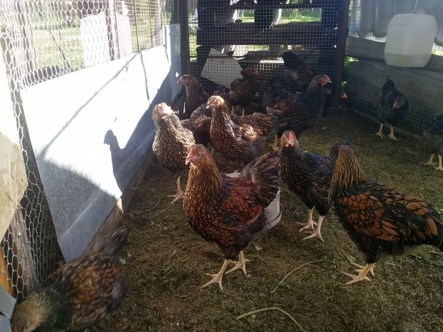 Куры молодки Виандот золото черно-окаймленые