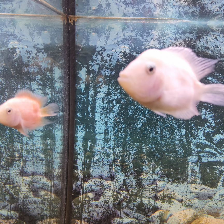 Цихлозома пара