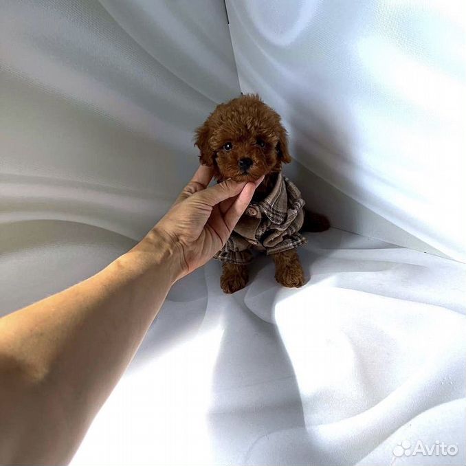 Той-пудель mini девочка baby face