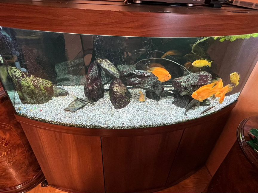 Аквариум Juwel 500 + оборудование + рыбы