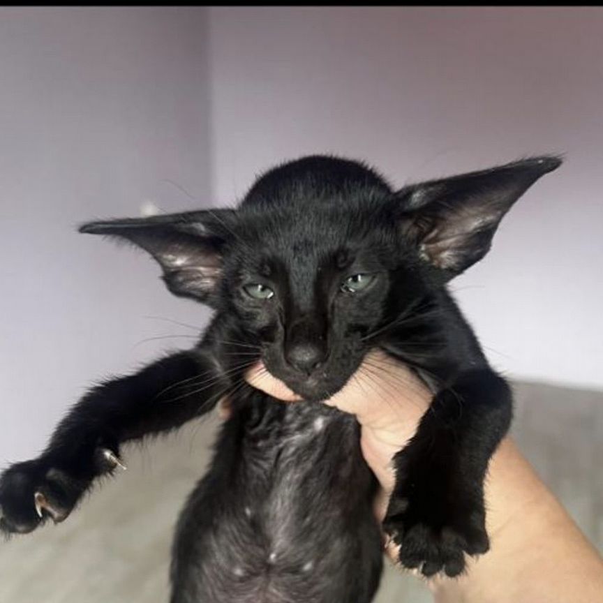 Котенок ори