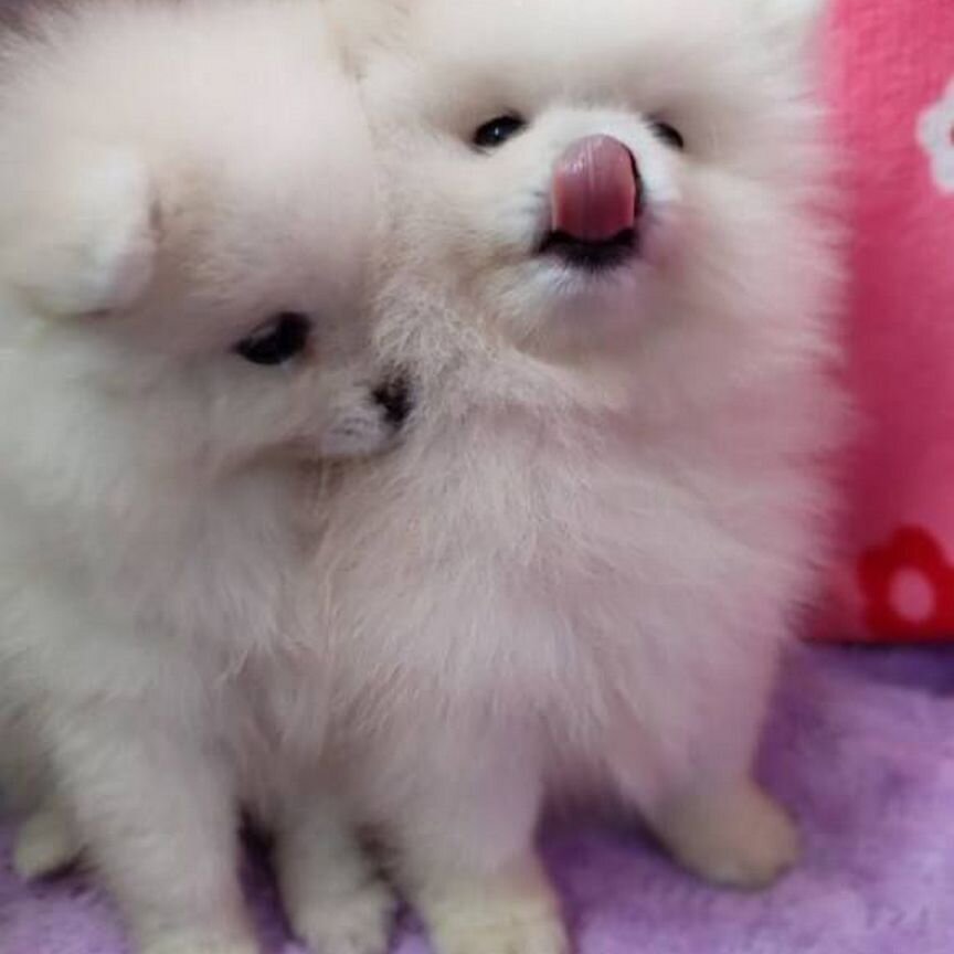 Померанский шпиц, щенок