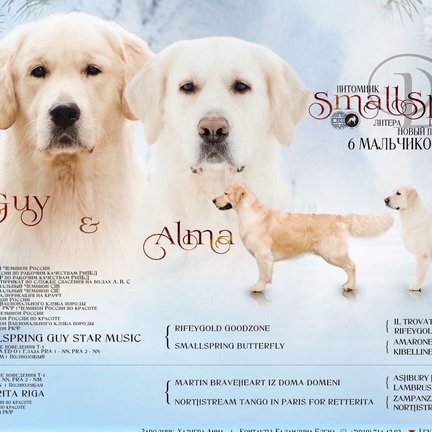 Золотистый ретривер, щенок