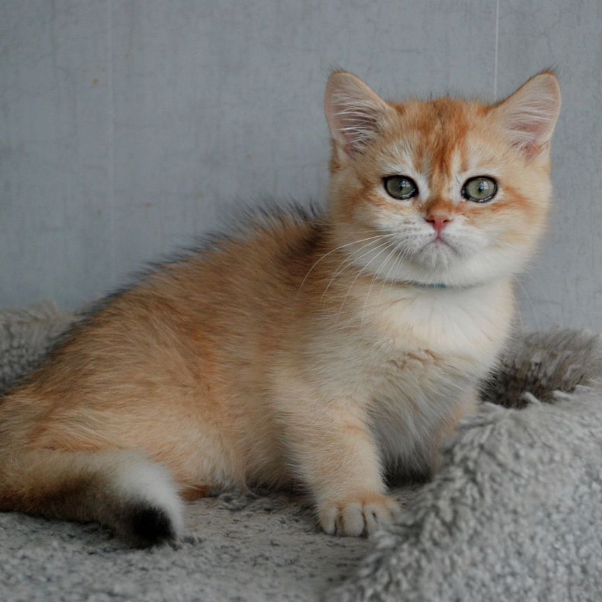 Британские котята