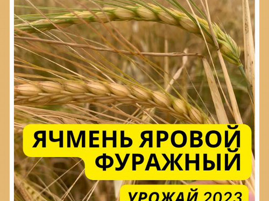Продам ячмень зерно фуражное