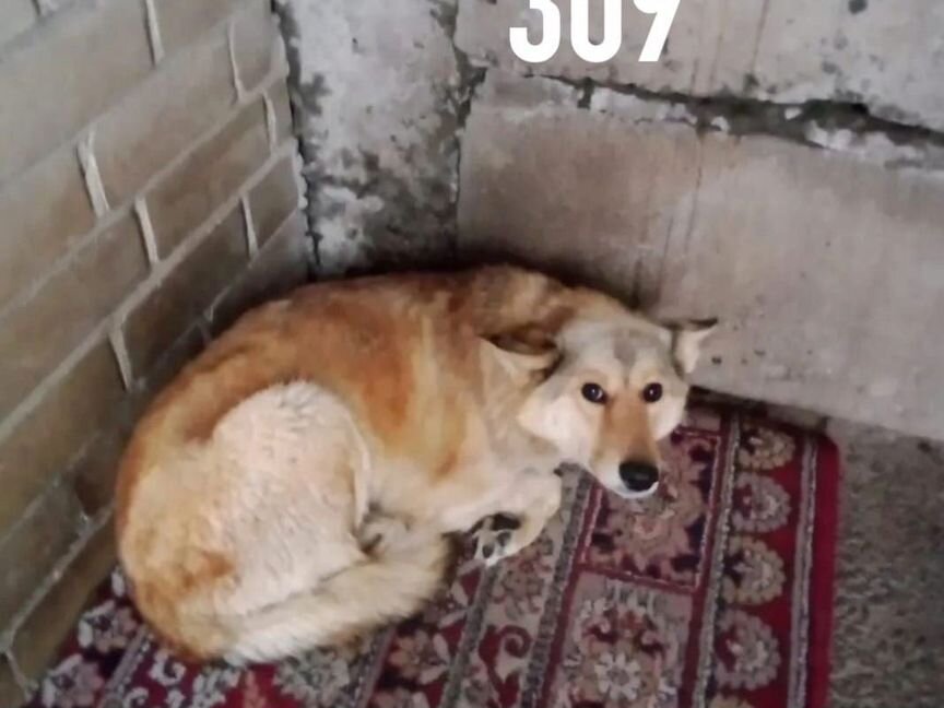 Рыжуля ищет дом SOS