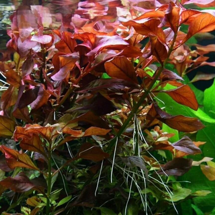 Людвигия ползучая