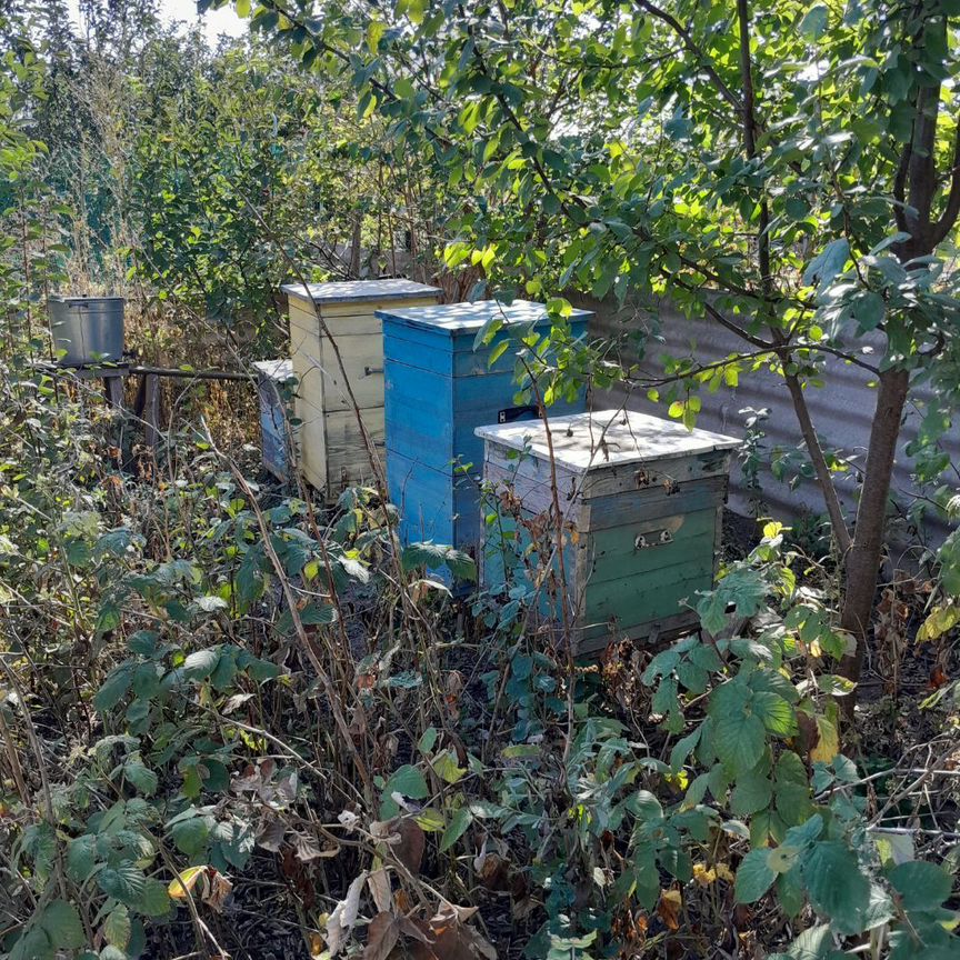 Продажа пасеки