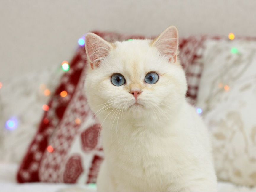Британский котёнок. Черный золотистый поинт