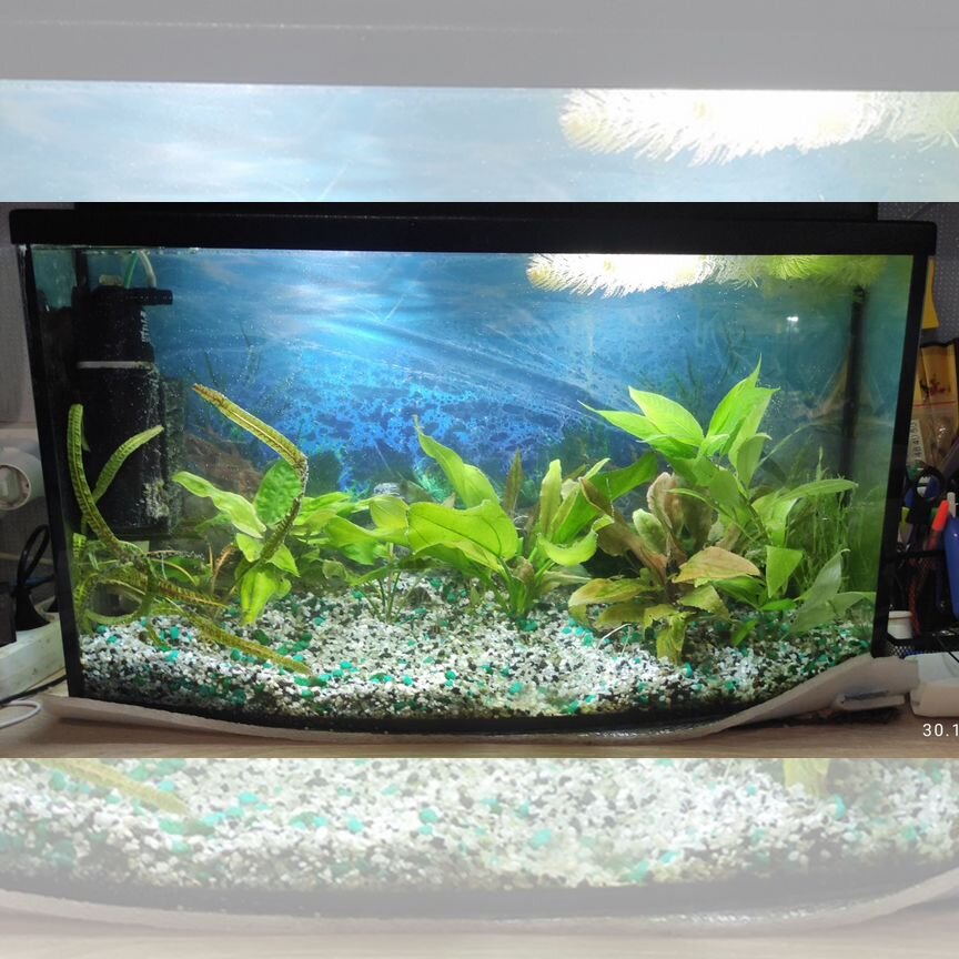 Продаётся аквариум с креветками