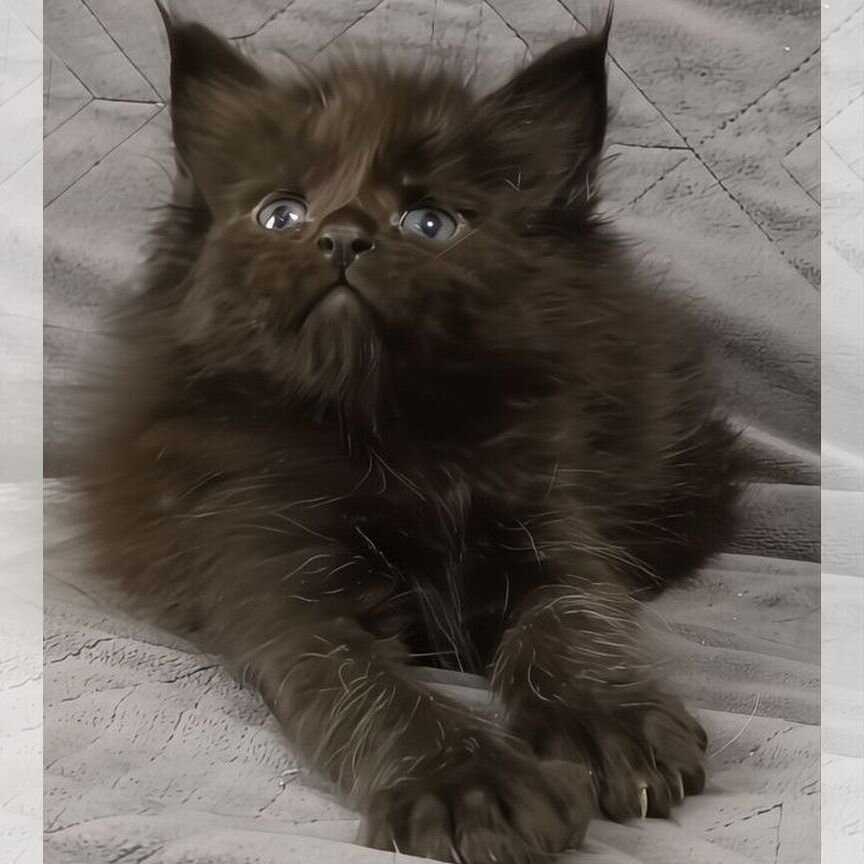 Мейн-кун котёнок