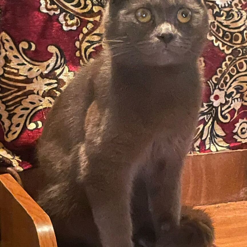 Котик в добрые руки