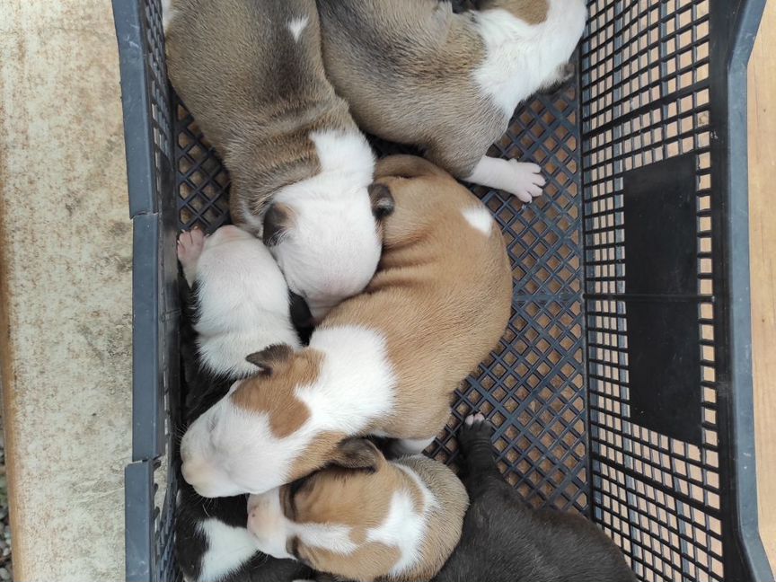 Щенки стаффордширского терьера