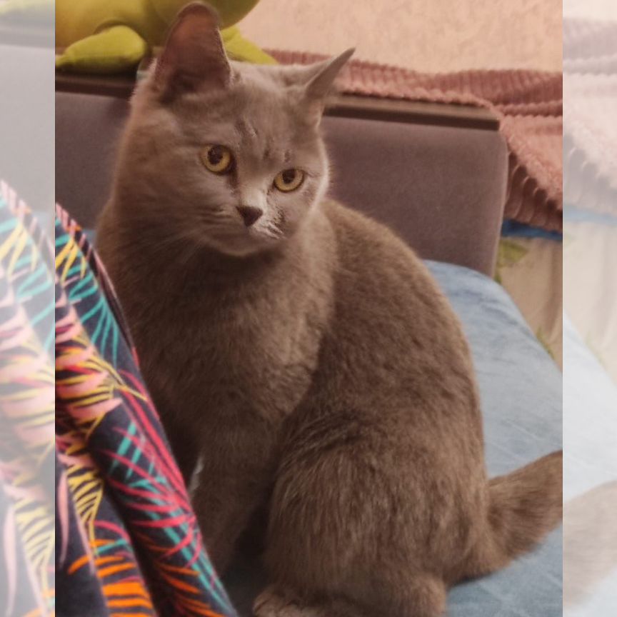 Британская короткошёрстная, взрослая кошка