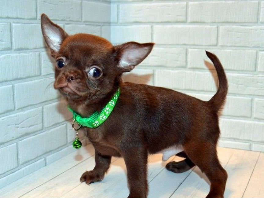 Чихуахуа шоколадный мальчик, кукляшный