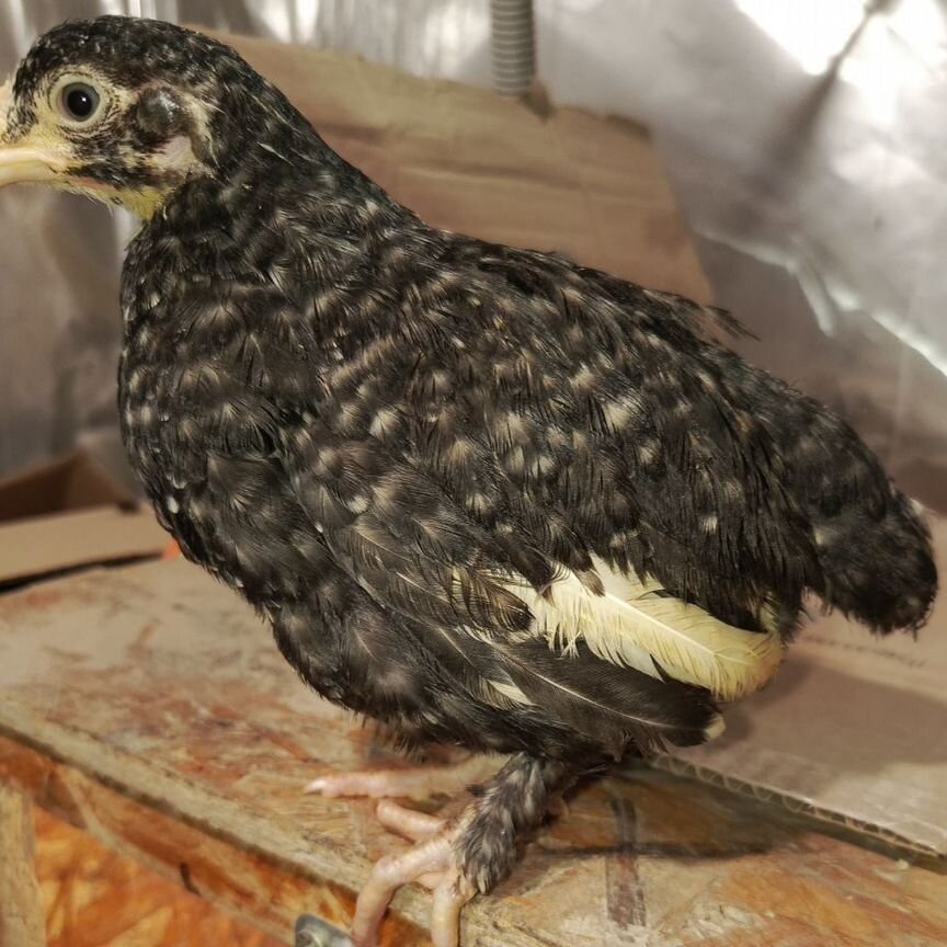 Инкубационное яйцо