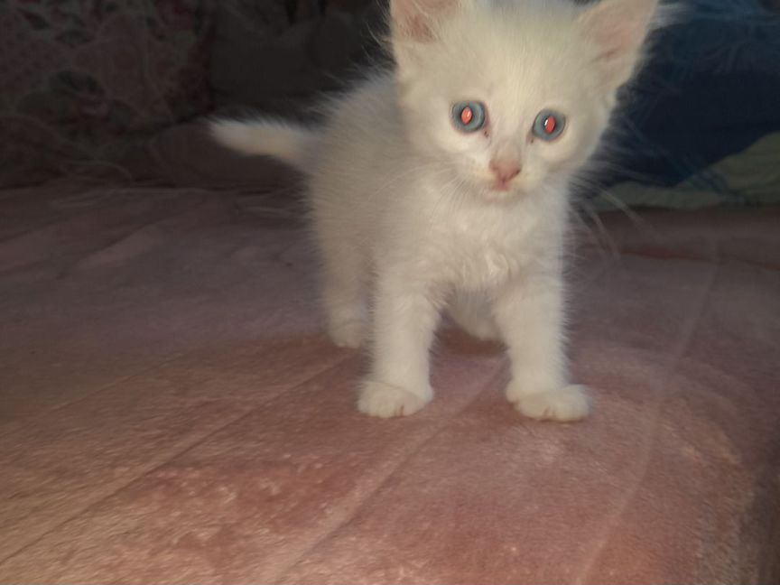 Котят в добрые руки