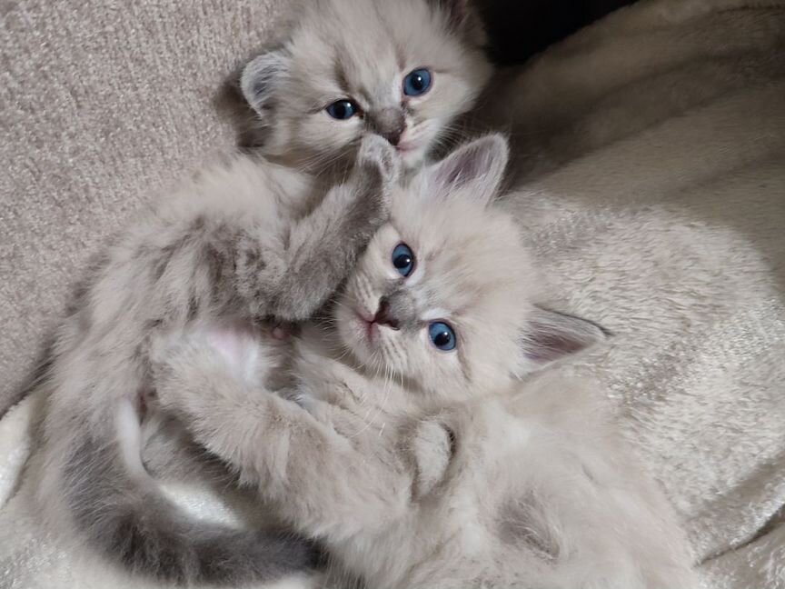 Невские маскарадные котята