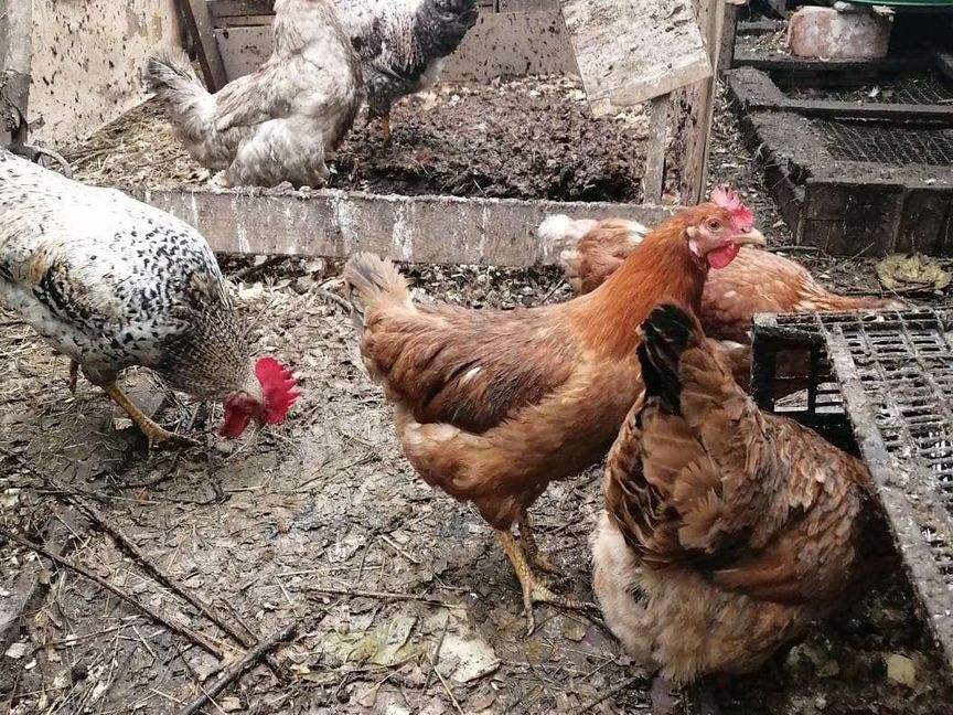 Куры адлерская Серебристая, доминанты