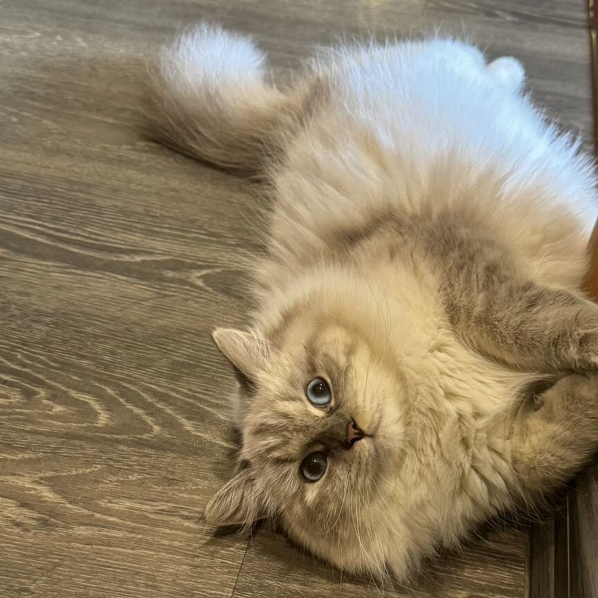 Вязка невская маскарадная