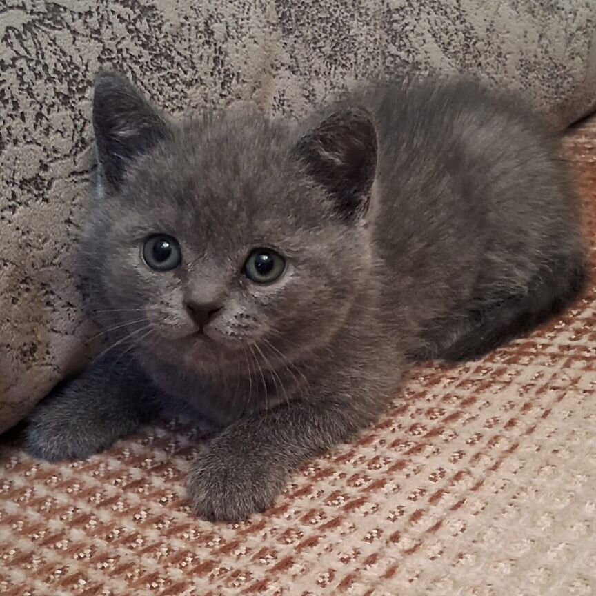Шотландский котёнок мальчик