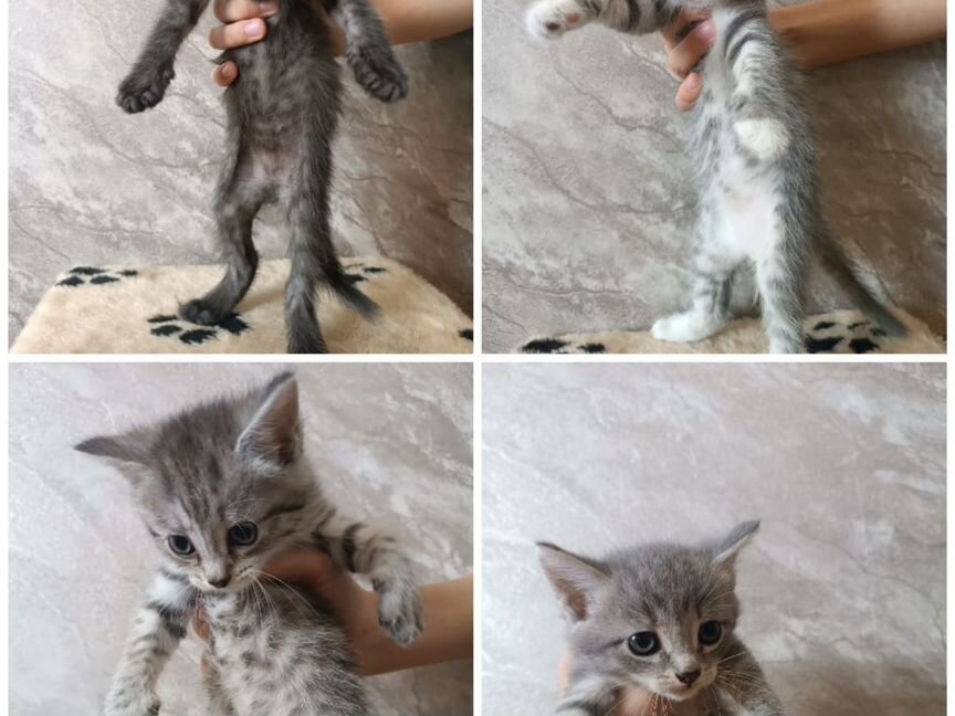 Котята британцы