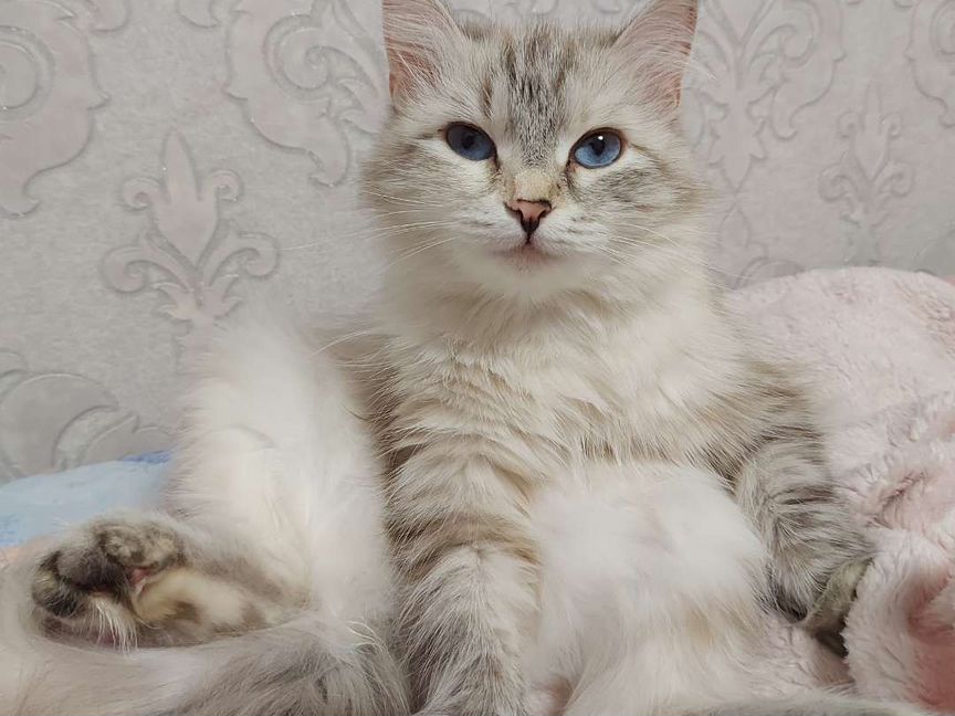 Невская маскарадная