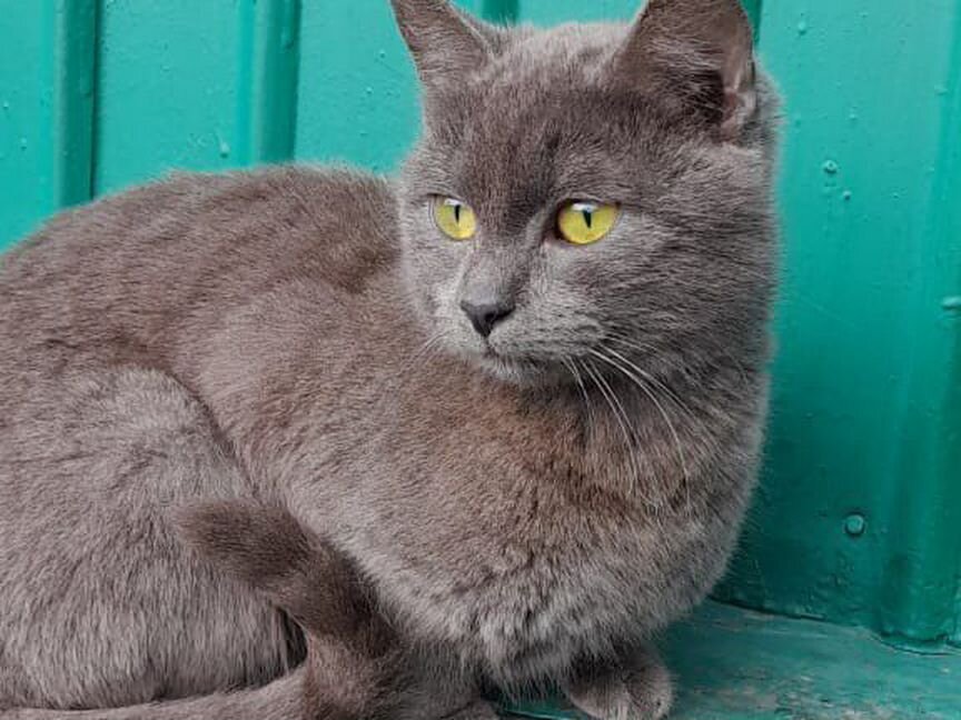 Русская голубая