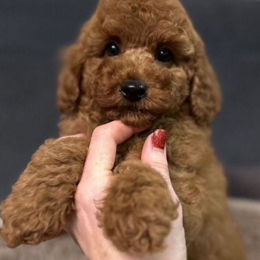 Карликовый пудель