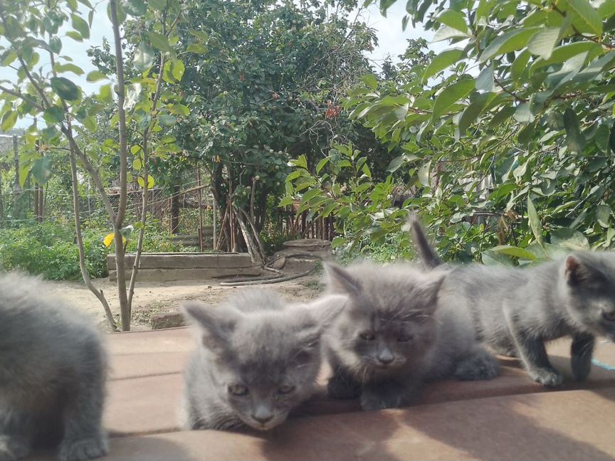 Британские котята