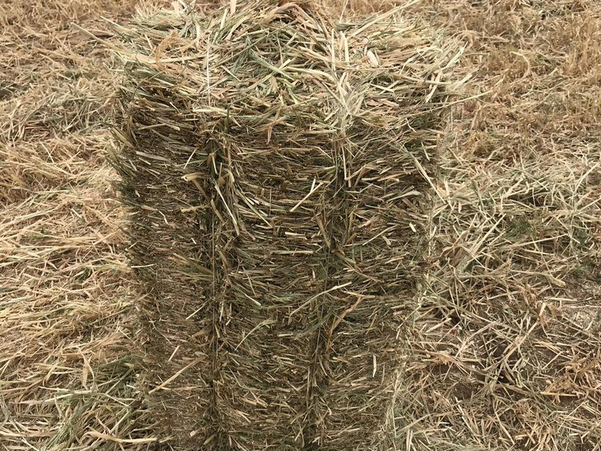 Сено суданки в тюках