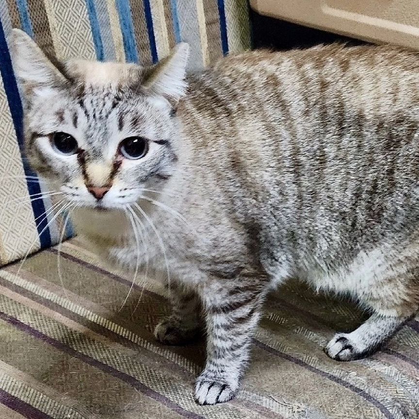 Колорпойнт, взрослая кошка