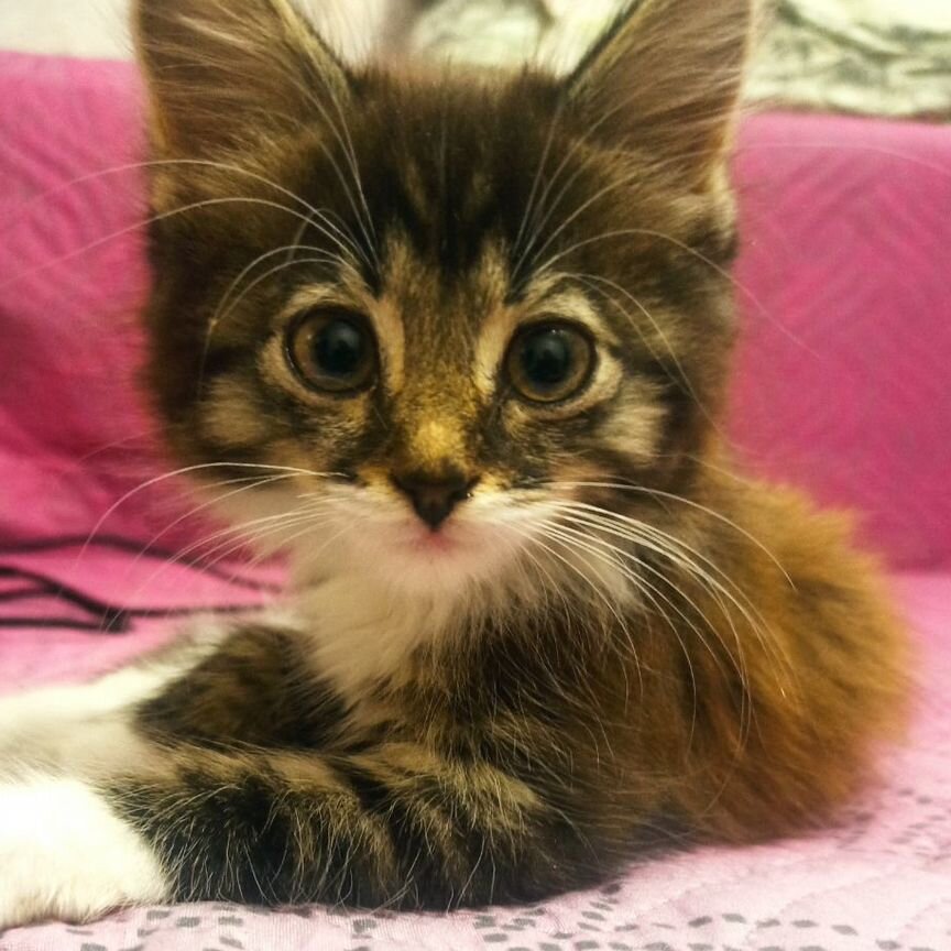 Котёнок в добрые руки