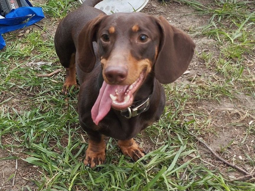 Карликовая такса шоколадная