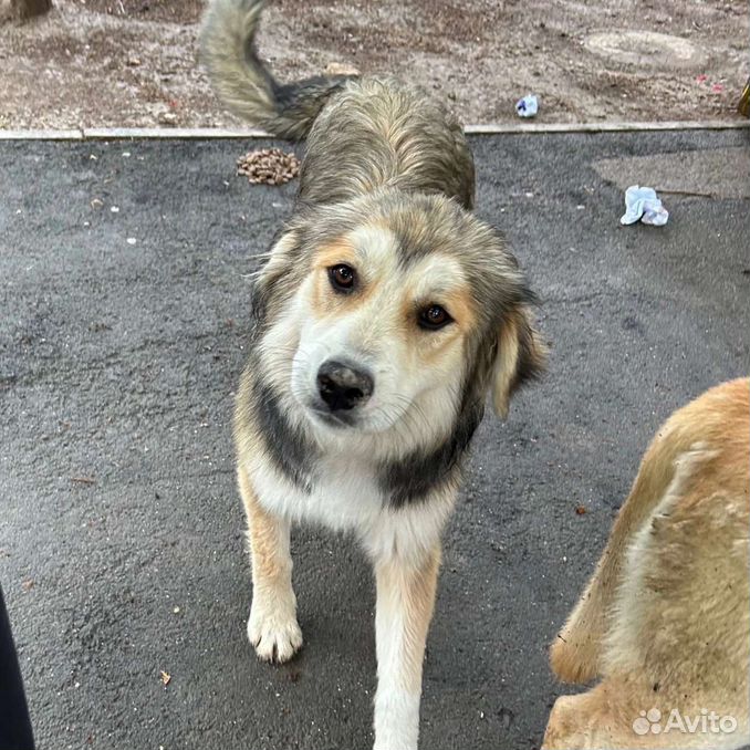 Мальчик Бублик девочка Плюшка