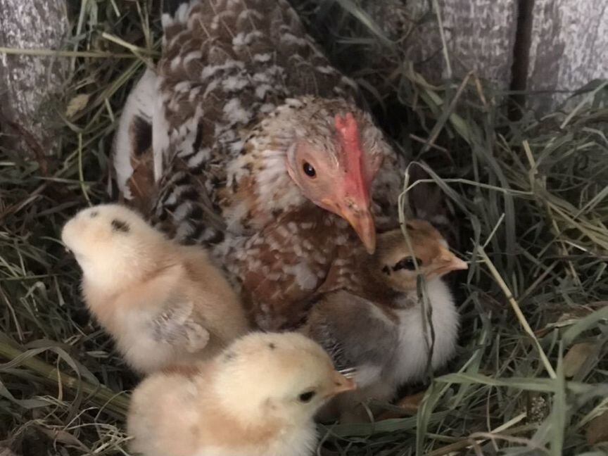 Семья кур бентамок, бентамки