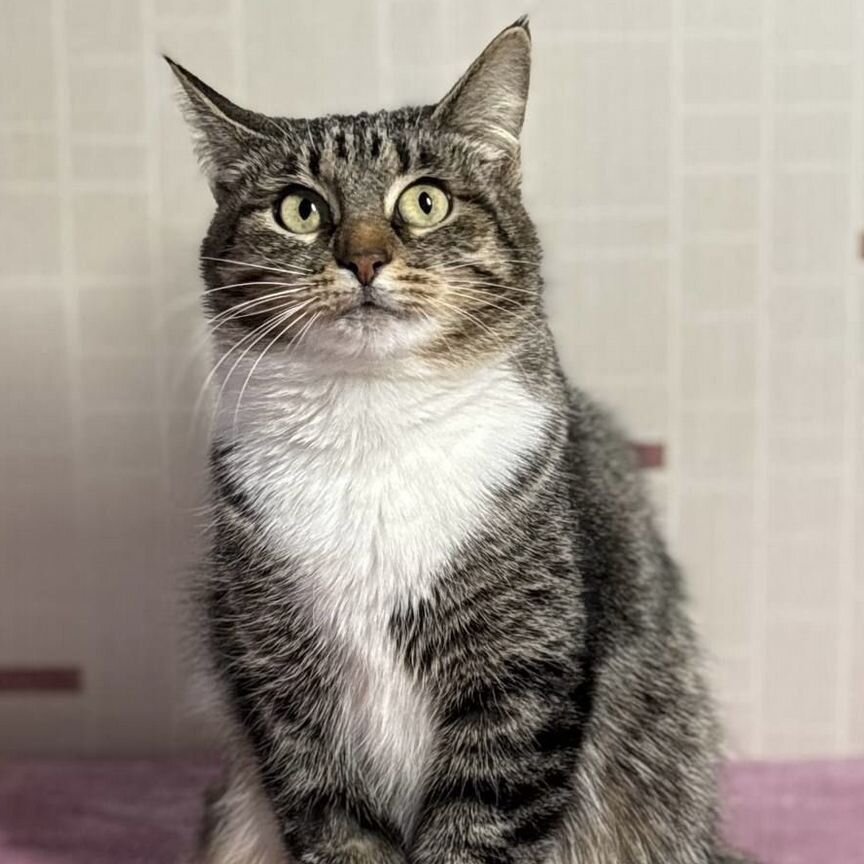 Взрослая, кошка в добрые руки