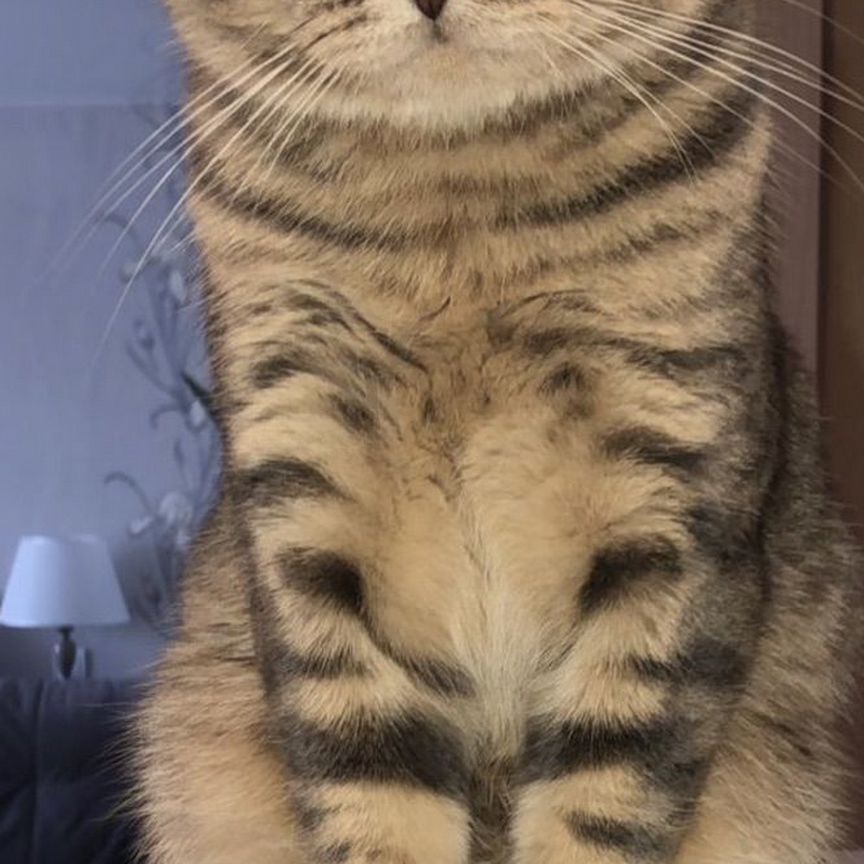 Кот