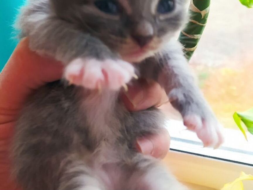 Котик