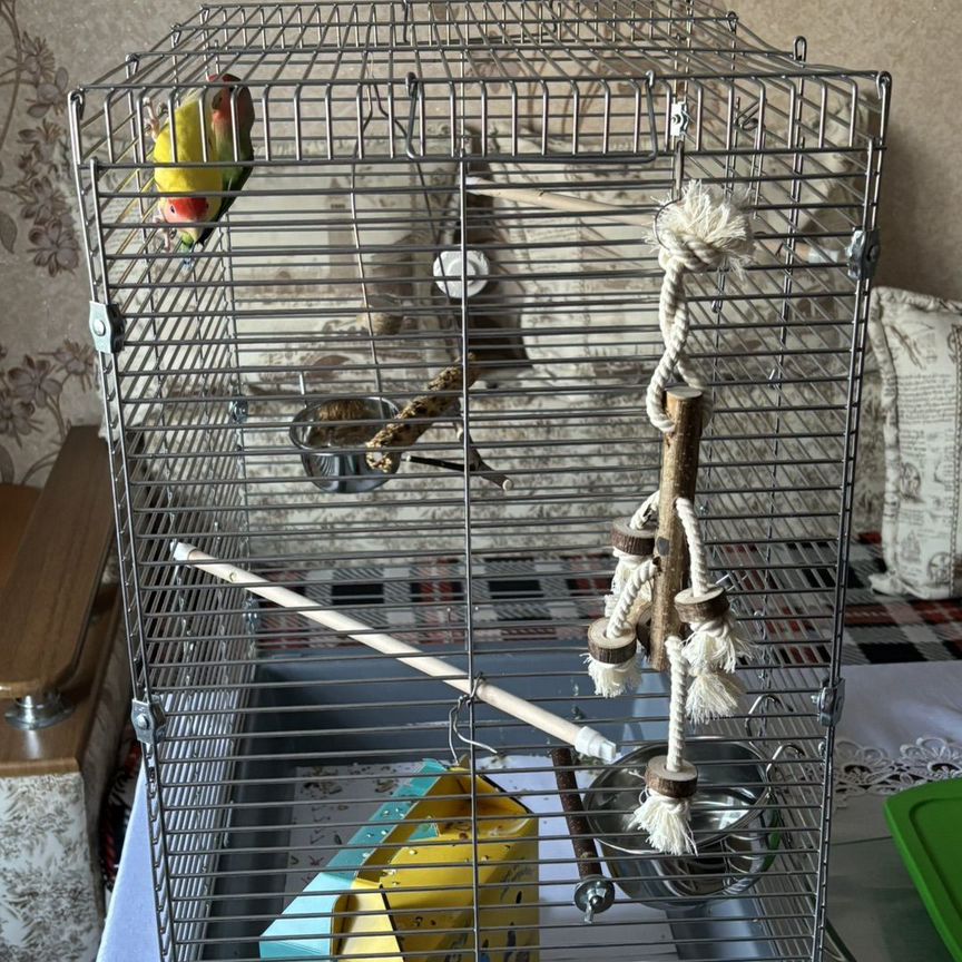 Папугаи неразлучники пара 4-6 месяцев