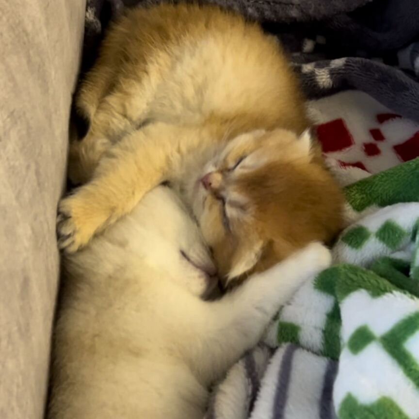 Шотландский вислоухий короткошёрстный котёнок