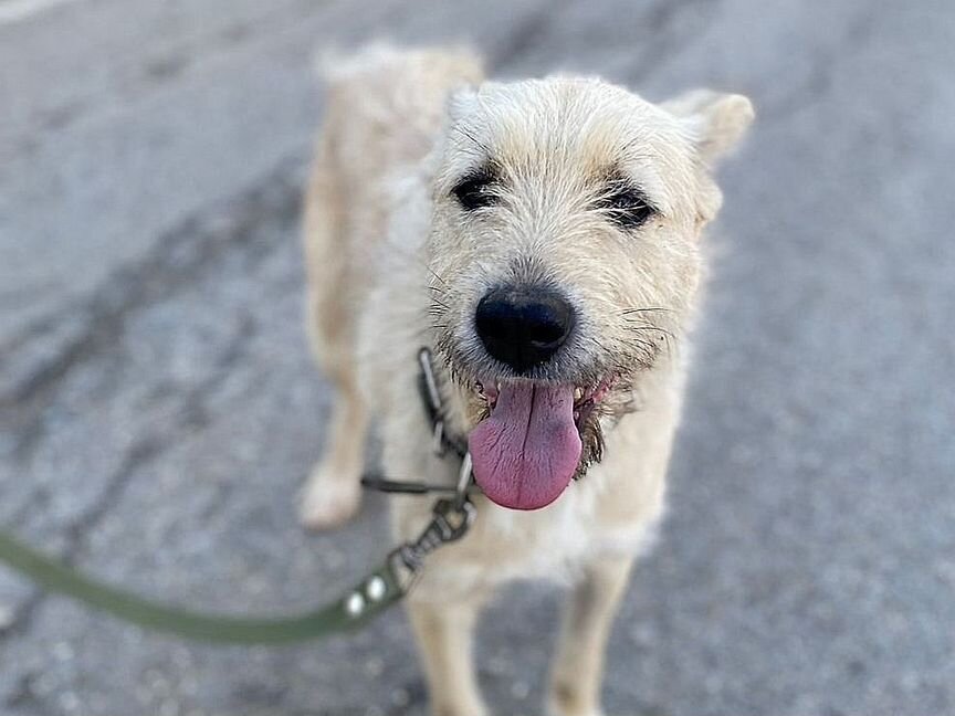 Собака в добрые руки