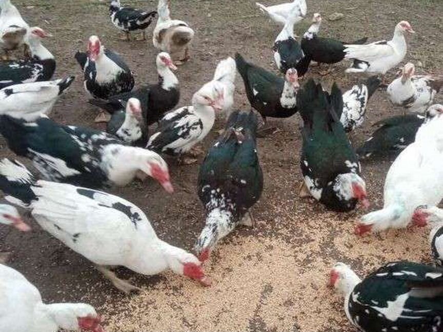 Утки и утята