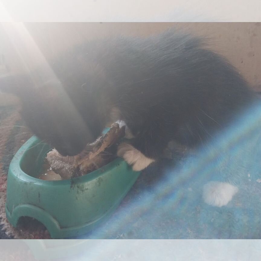 Сибирский котёнок