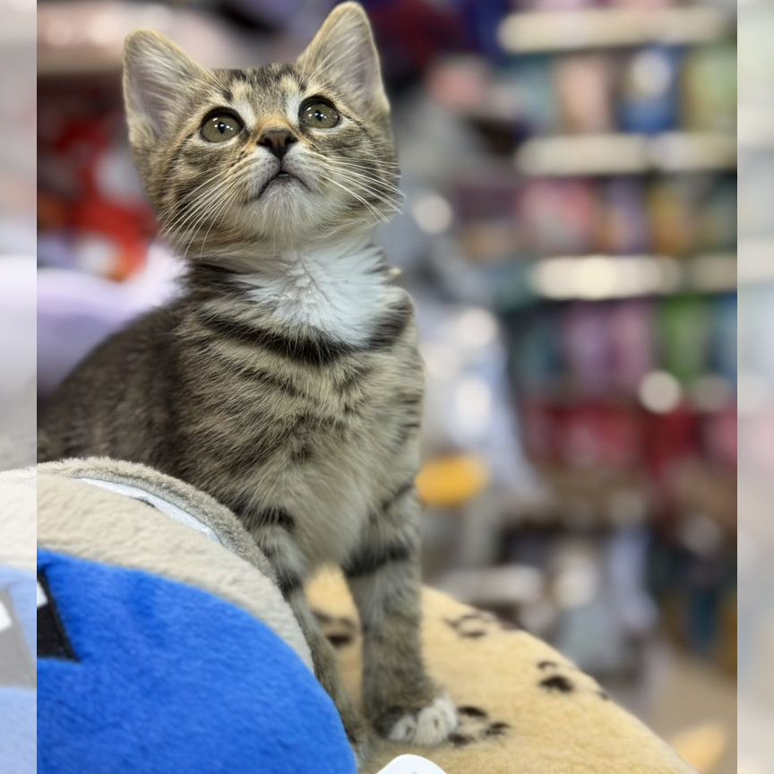 Котенок ищет дом
