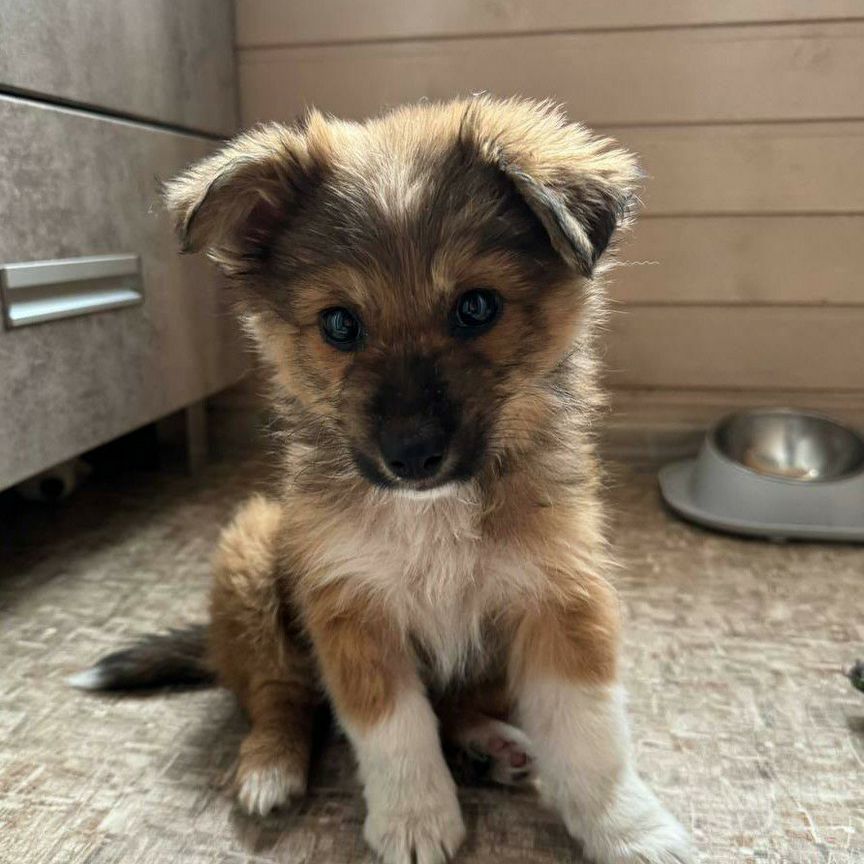 Щенки куклята в добрые руки