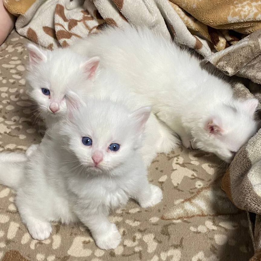 Котята турецкой ангоры